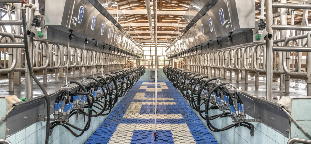 Side by Side Milking parlor - Sylco